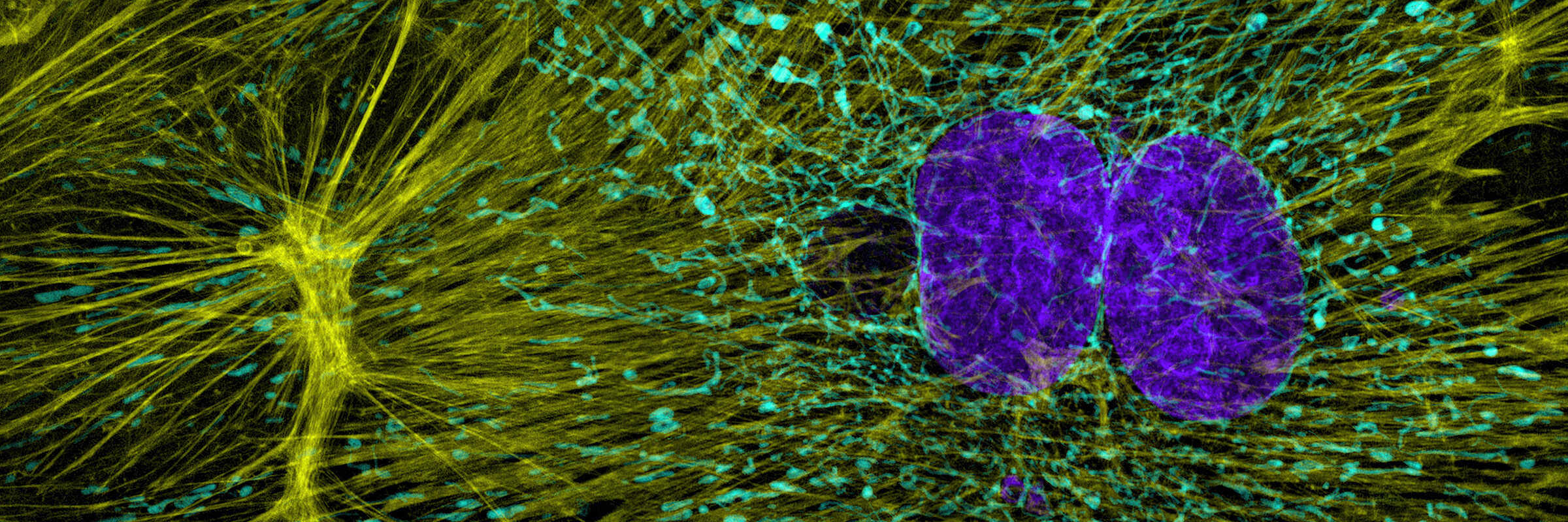 2D Imaging | Applications | Nikon BioImaging Lab - USA | Nikon ...