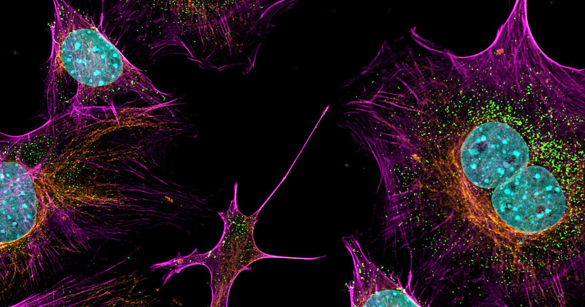 Applications | Nikon BioImaging Lab - USA | Nikon Instruments Inc.