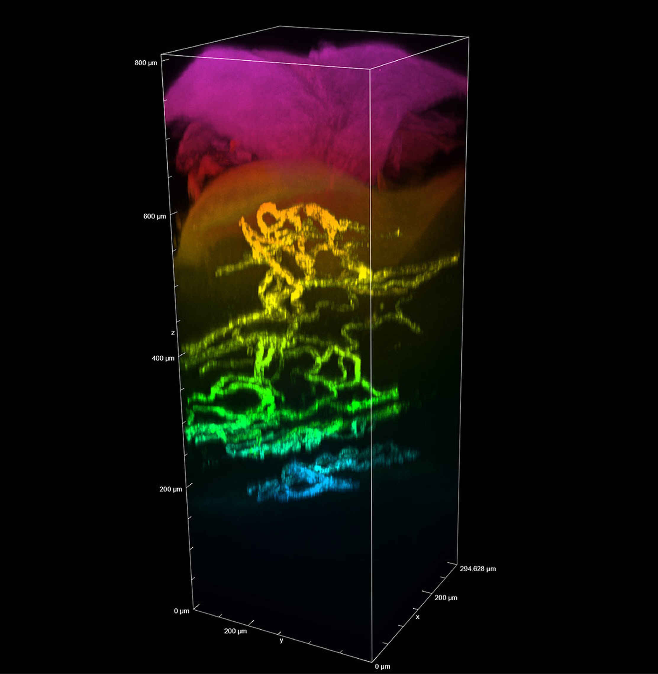 Nikon introduces the new AX R MP multiphoton confocal microscope | News ...