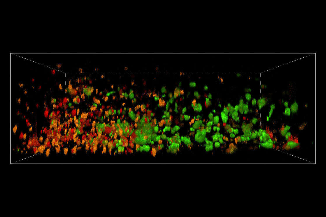 Nikon BioImaging Labs in the US, Europe, and Japan will begin providing ...