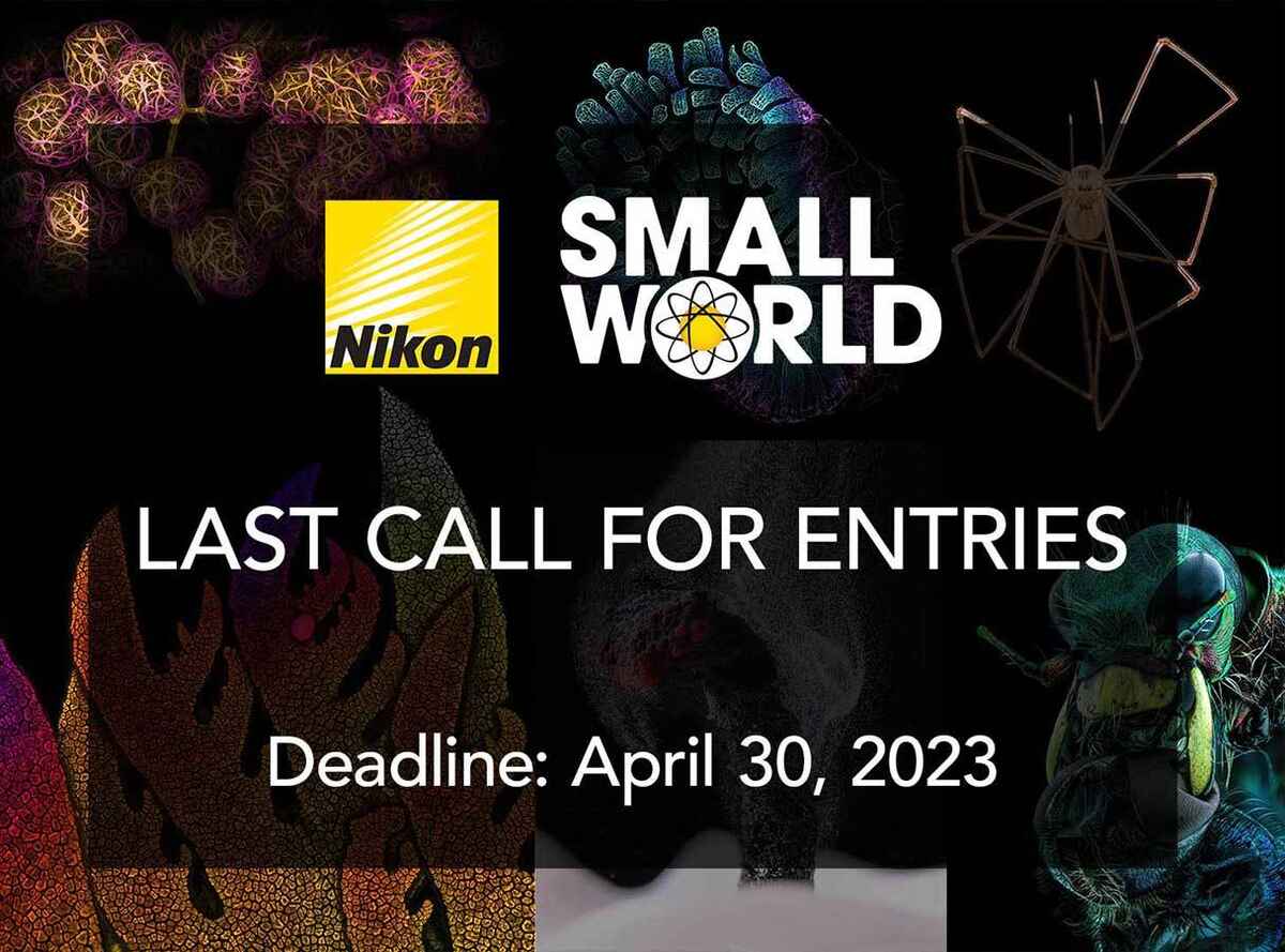 Nikon Small World 2023 Last Call for Entries | News | Nikon Instruments ...