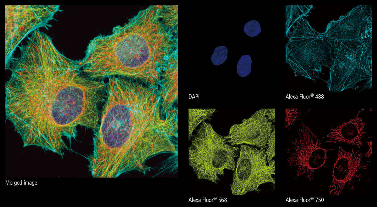 Nikon Introduces The Ax R Mp With Nsparc Super Resolution Multiphoton