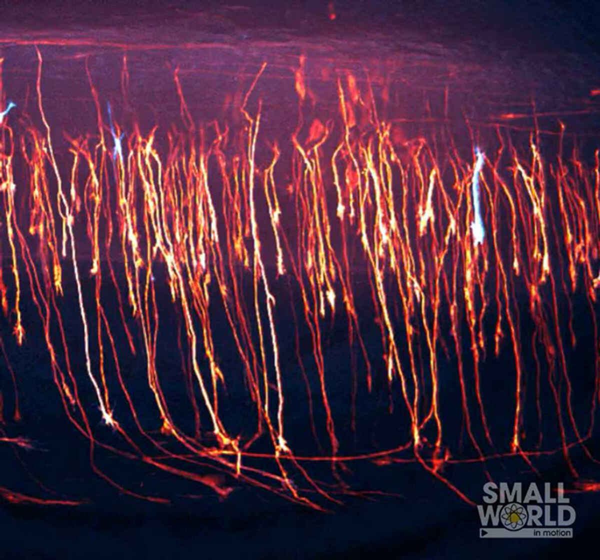 A Glimpse Into the Central Nervous System Wins the 13th Annual Nikon ...