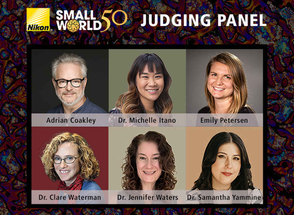 Nikon Announces Judging Panel for the 50th Annual Small World ...