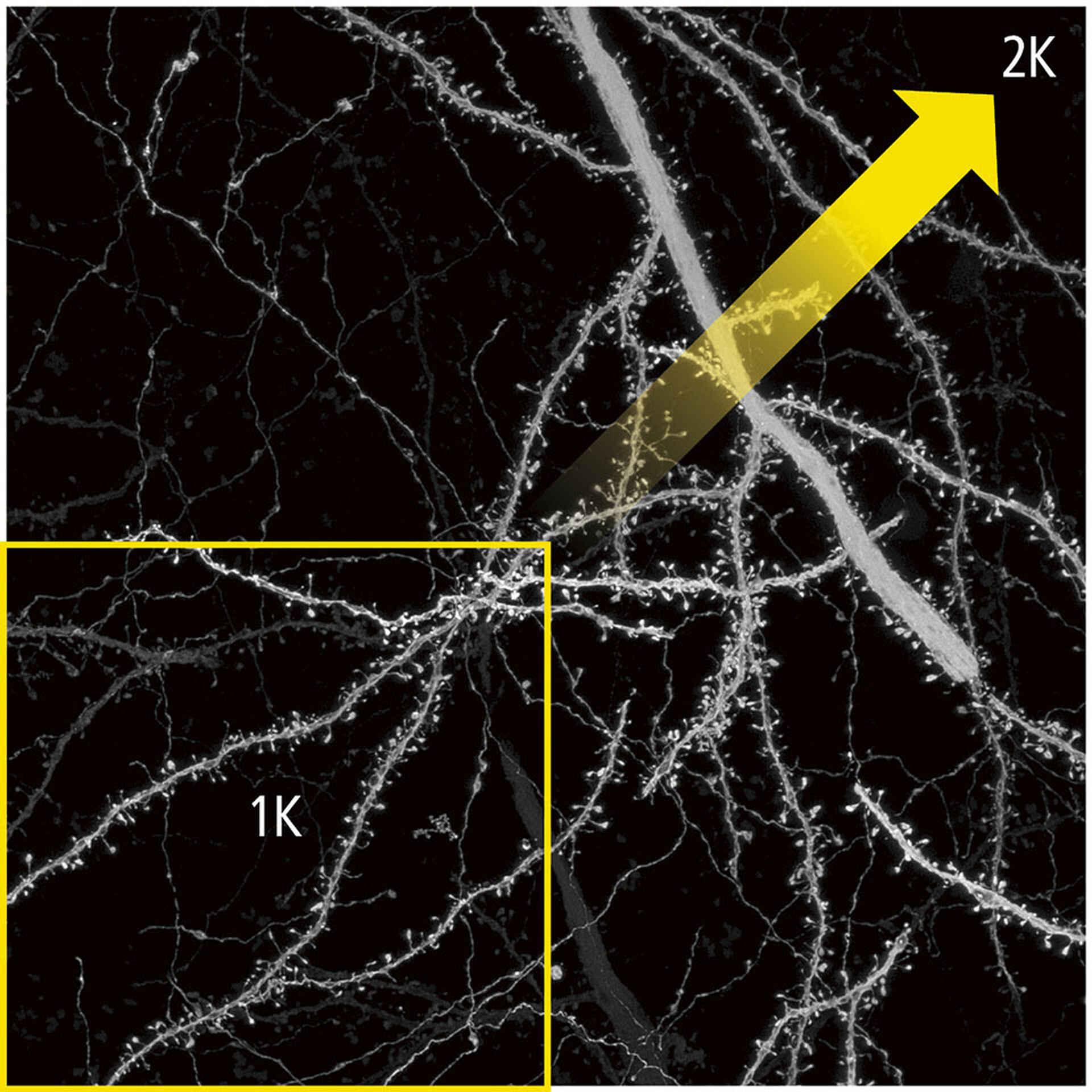 Nikon Introduces Newly Developed Imaging Technology for Greatly ...