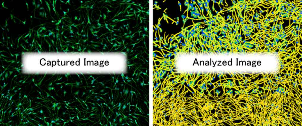 Nikon Announces New Image Analysis Functions to Empower Drug Discovery ...