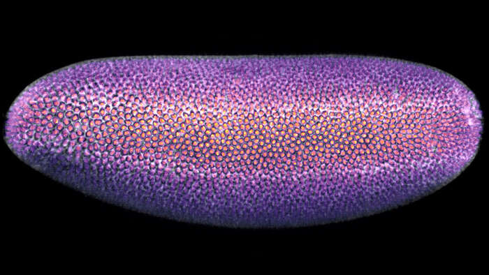 14th Annual Nikon Small World in Motion Competition Winner Captures ...