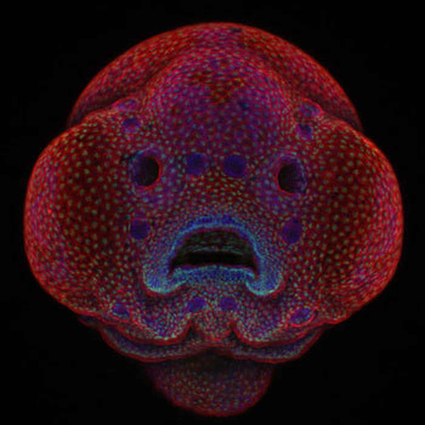Microscopic Fish Face Takes First Place in 2016 Nikon Small World ...