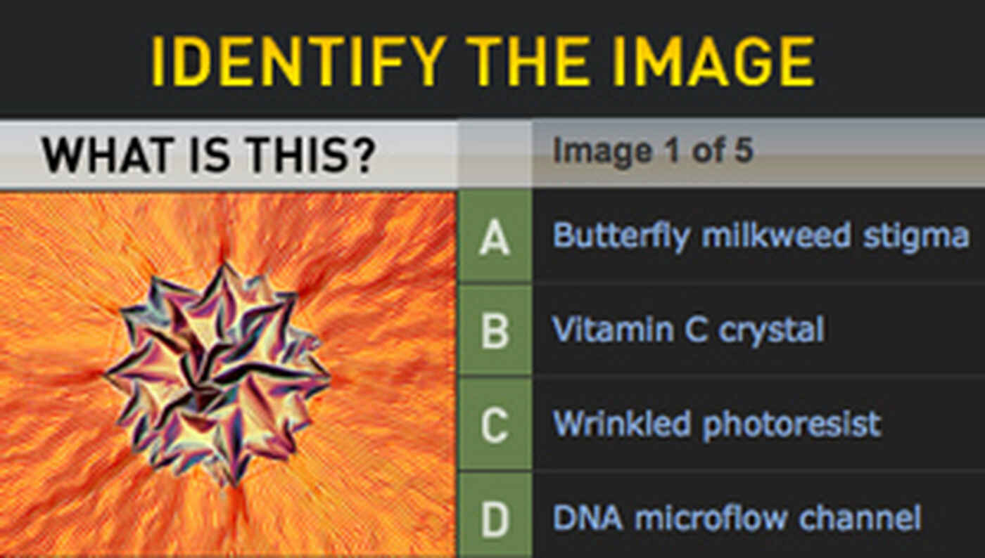 Nikon Instruments Opens Online Game With Winning Small World Images ...