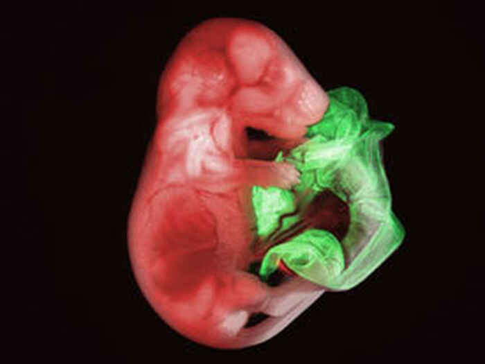 Mouse Embryo Captures Top Honors At Nikon Small World | News | Nikon ...