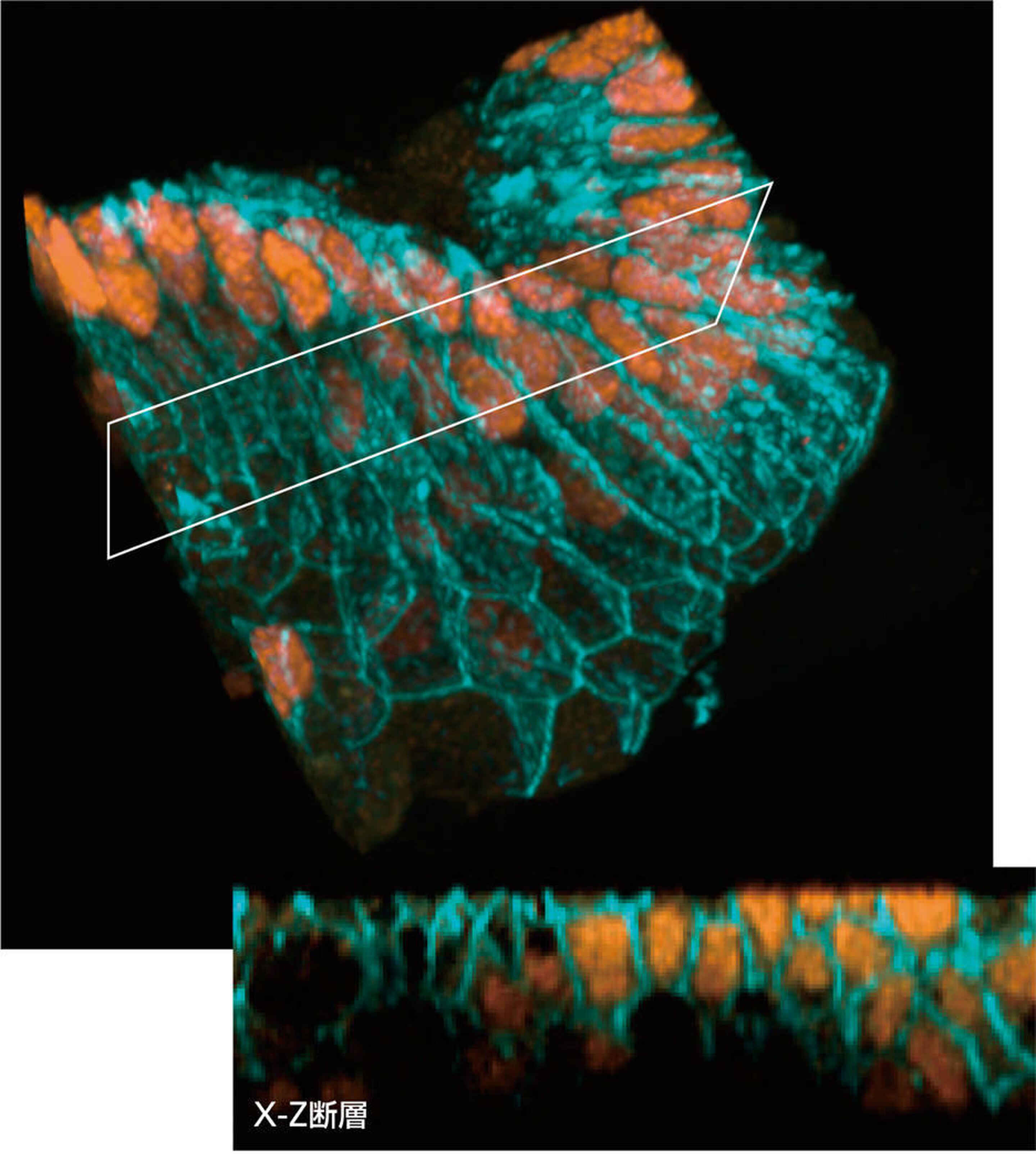 「ミニ腸」の研究に貢献するNikon BioImaging Lab | 日本 湘南ヘルスイノベーションパーク | Nikon ...