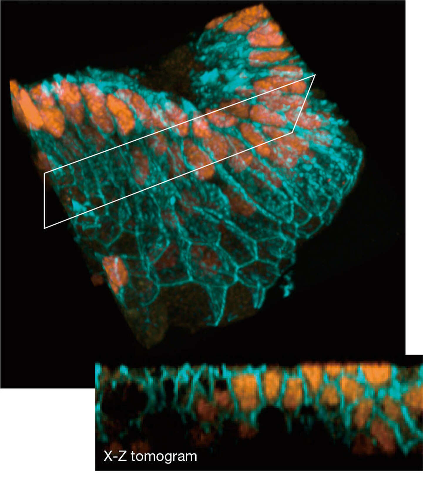Nikon BioImaging Lab contributes to “mini-gut” research | Shonan Health ...