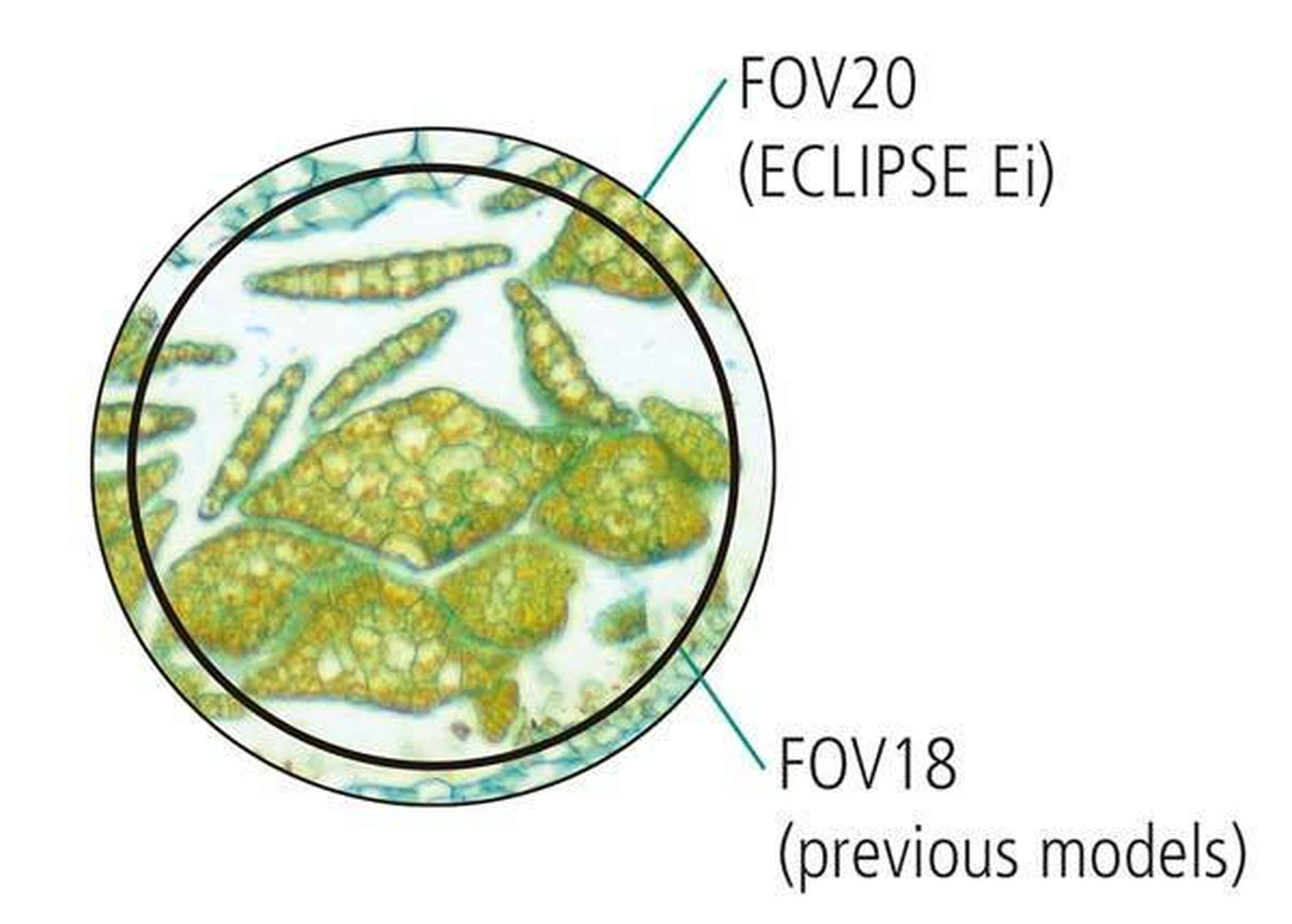 An Inside Look | ECLIPSE Ei | Upright Microscopes | Microscope Products | Nikon Instruments Inc.