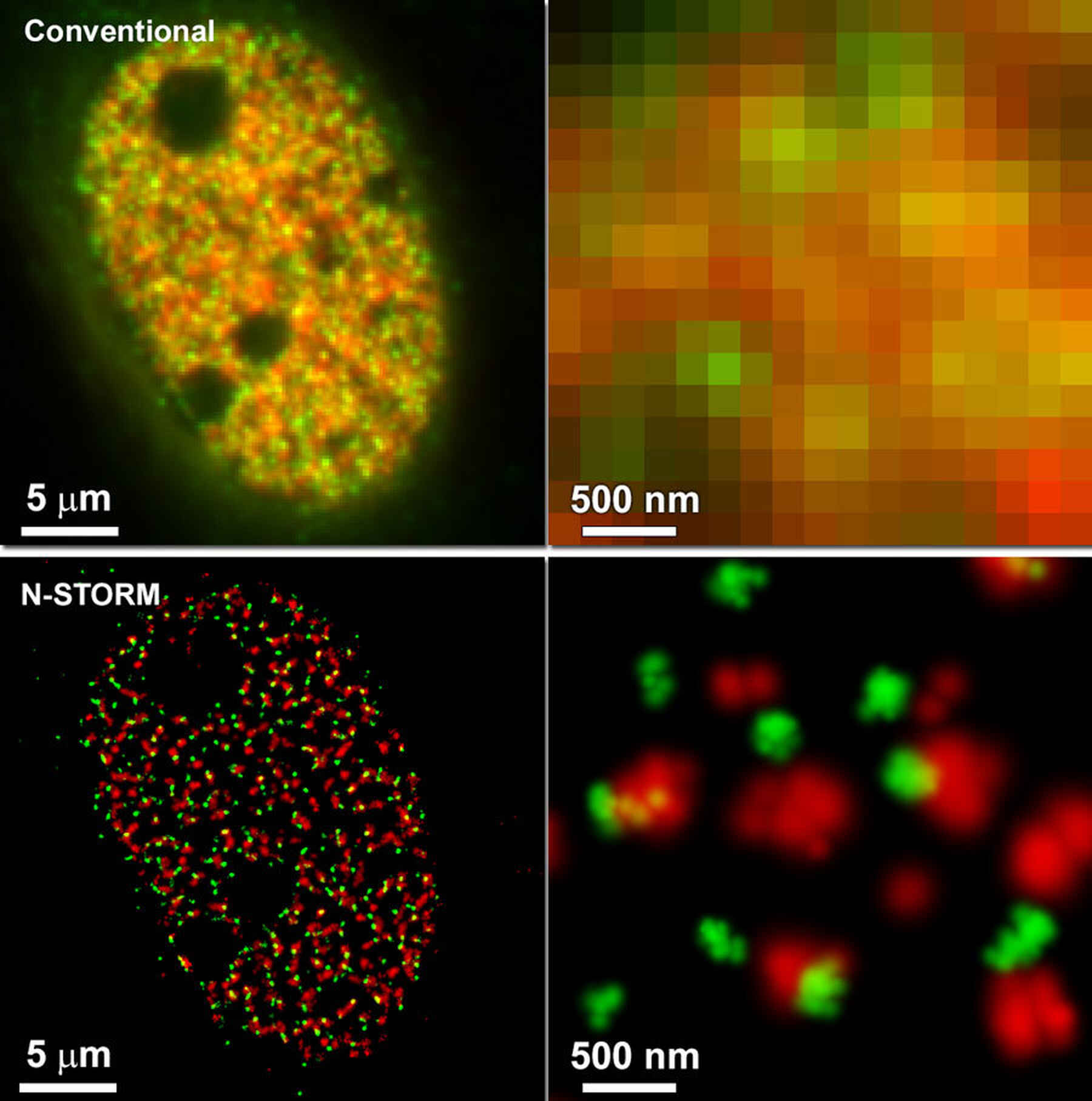 Michael W. Davidson (1950-2015) | News | Nikon Instruments Inc.