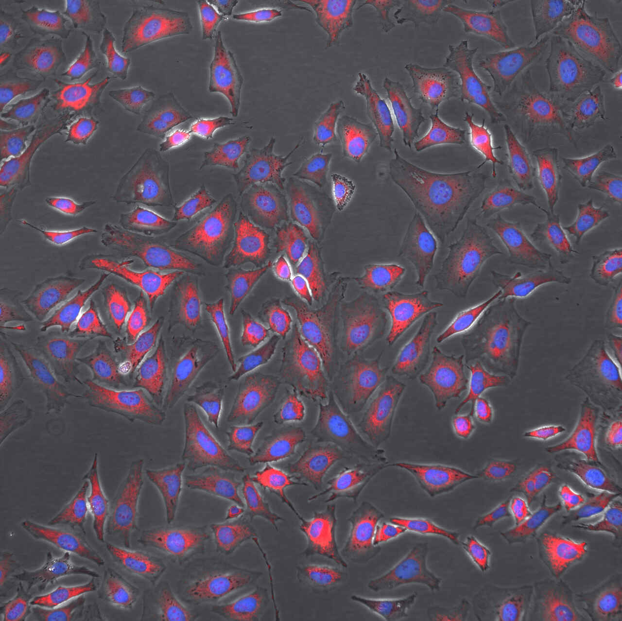 Super Plan Fluor Series | Optics | Microscope Products | Nikon Europe B.V.