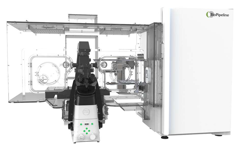 Long-term, high-resolution time-lapse imaging of axon self-assembly ...