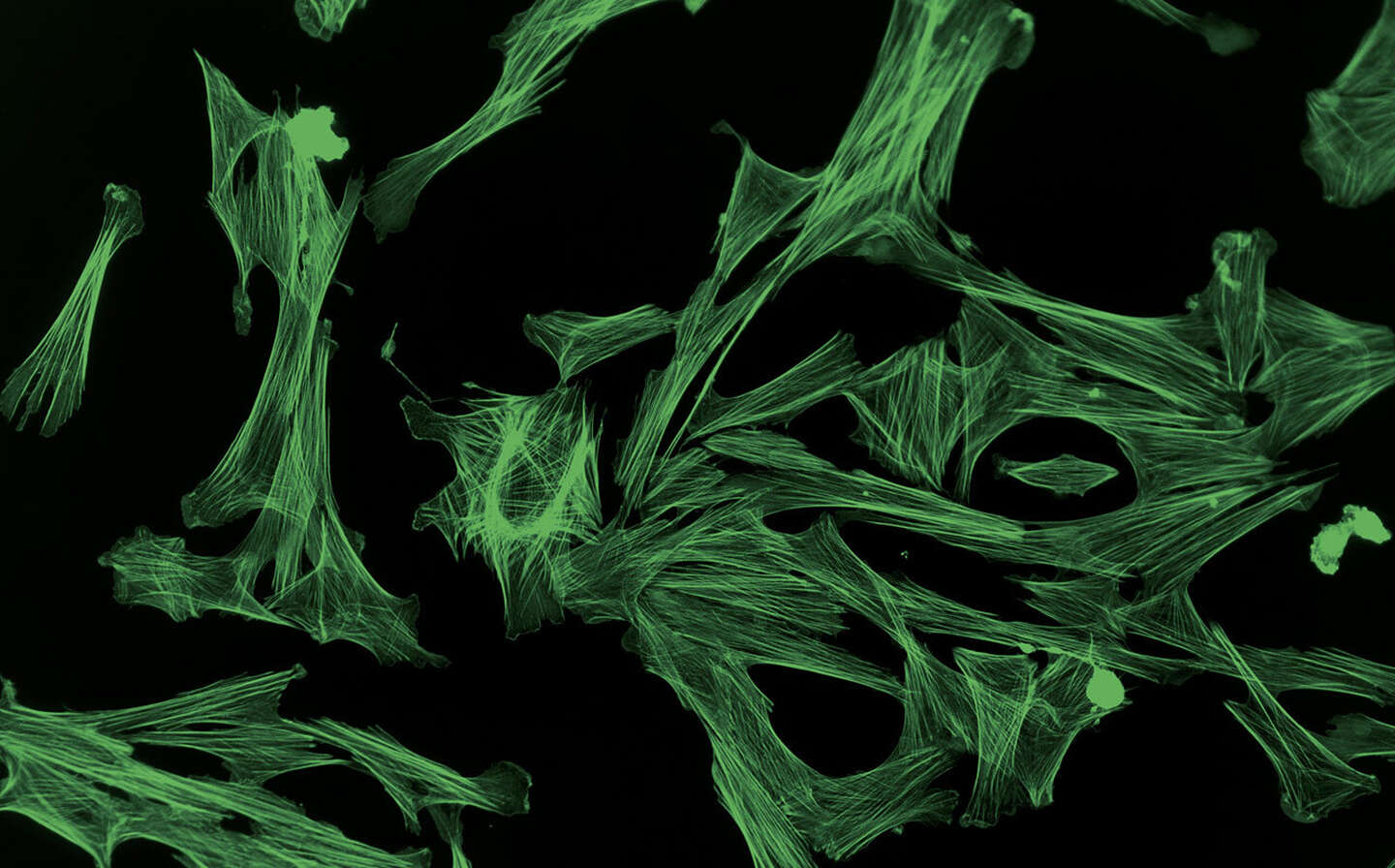 Imaging Fixed Slides | Clinical Research | Solutions | Nikon ...