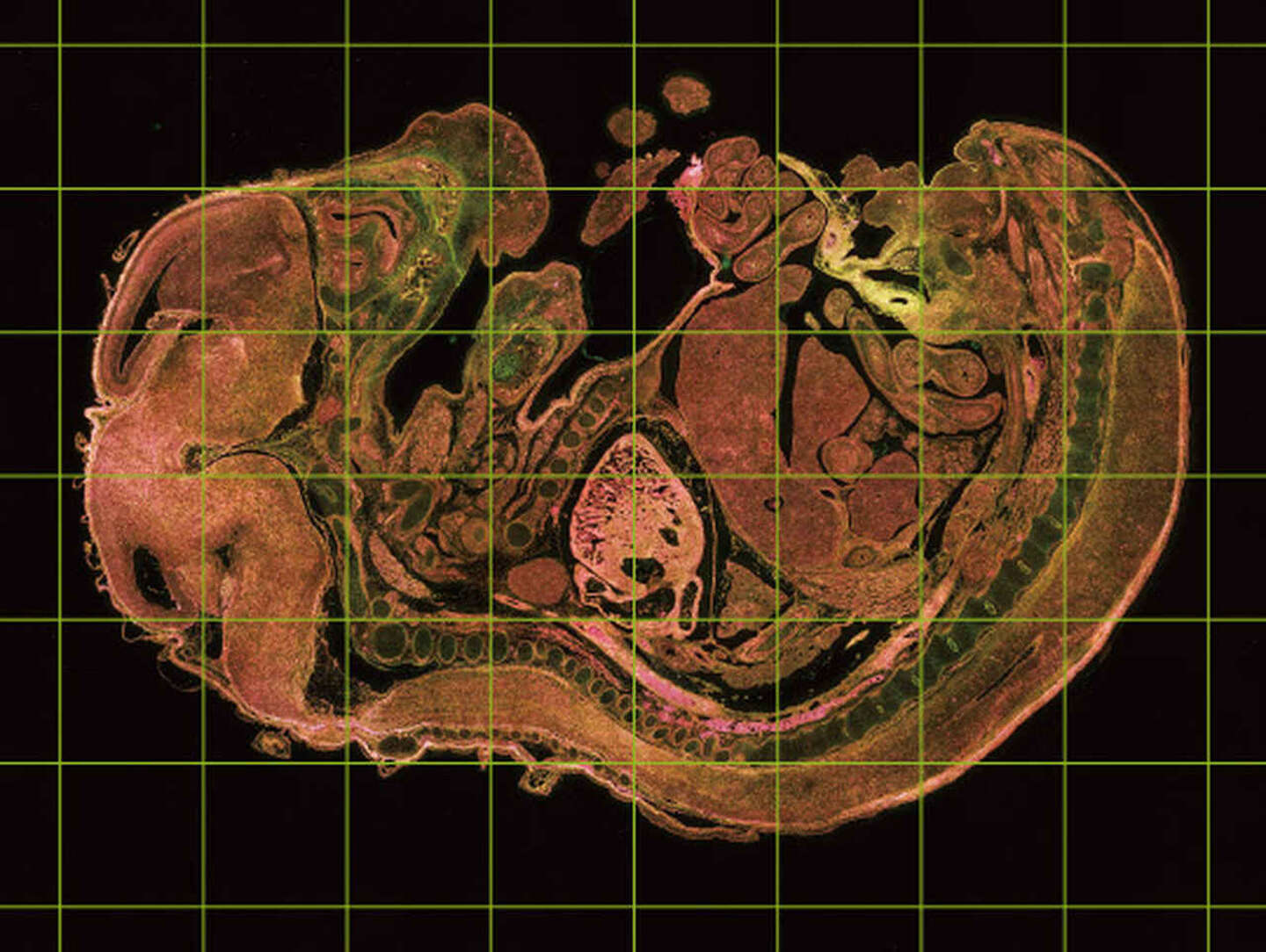 High Throughput Imaging | Life Sciences | Solutions | Nikon Instruments ...