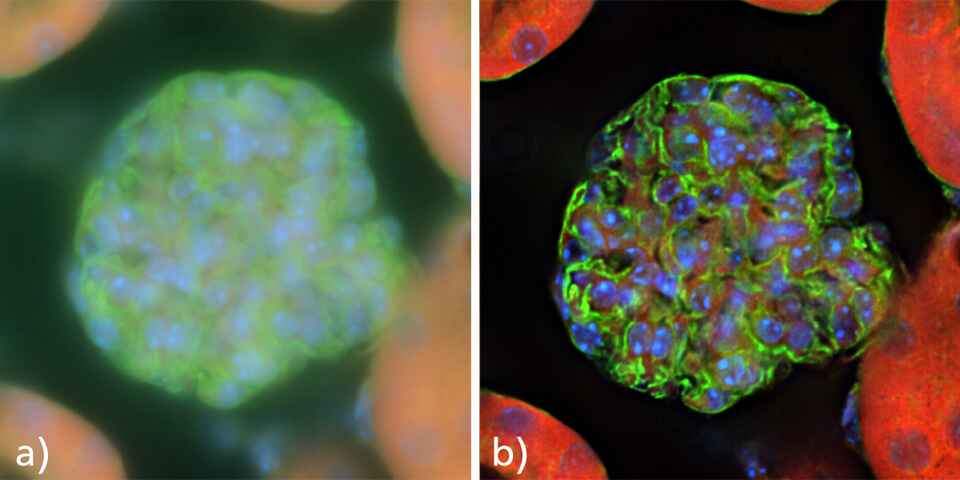 Live Cell Imaging | Life Sciences | Solutions | Nikon Instruments Inc.
