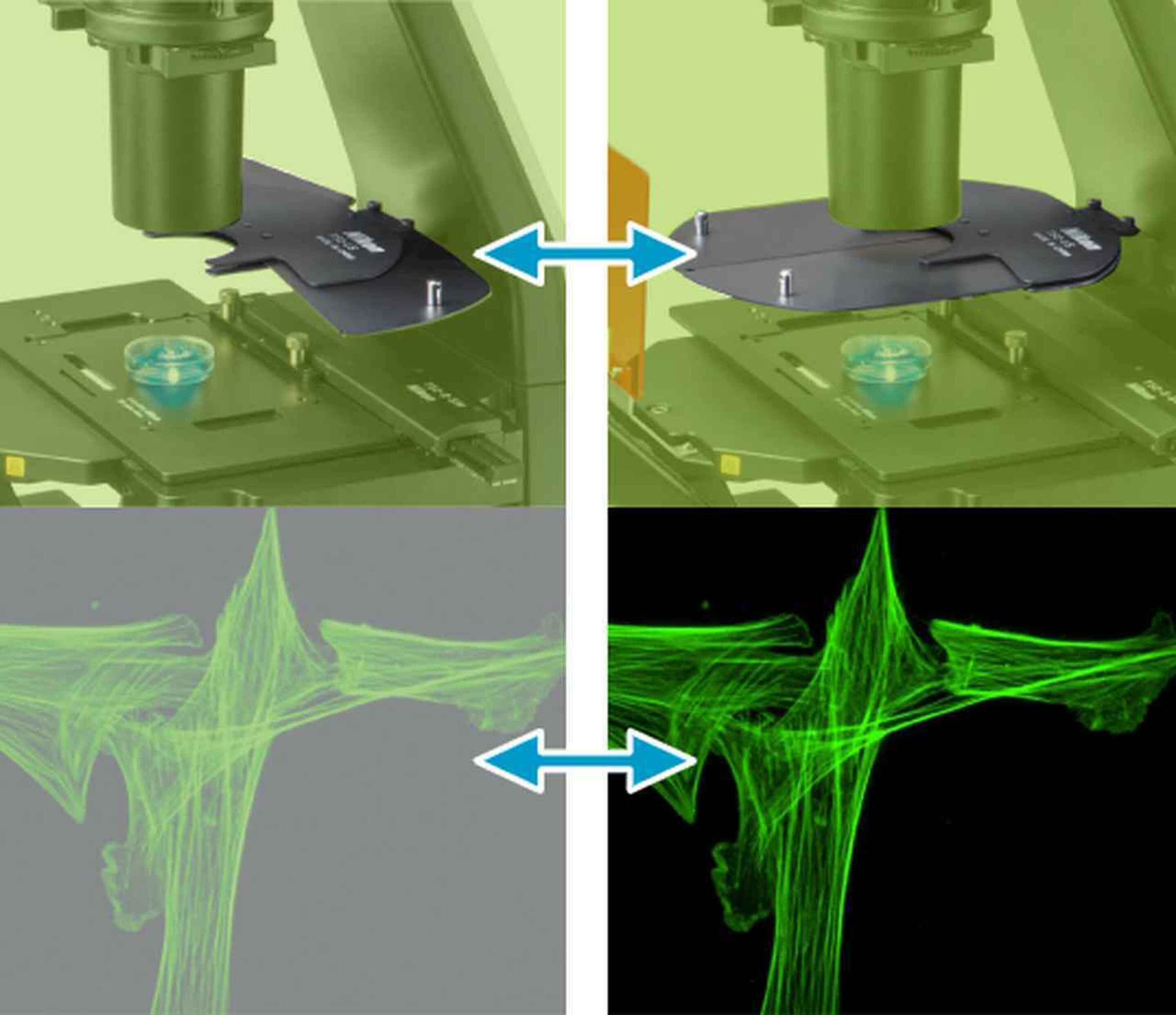Tissue Culture | Life Sciences | Solutions | Nikon Instruments Inc.