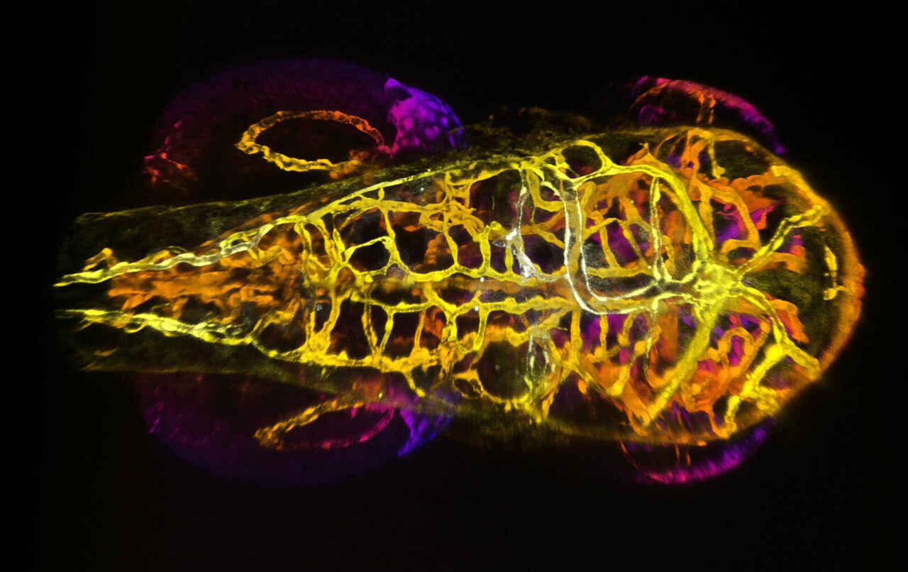 Whole Organism and Tissue Imaging | Life Sciences | Solutions | Nikon ...